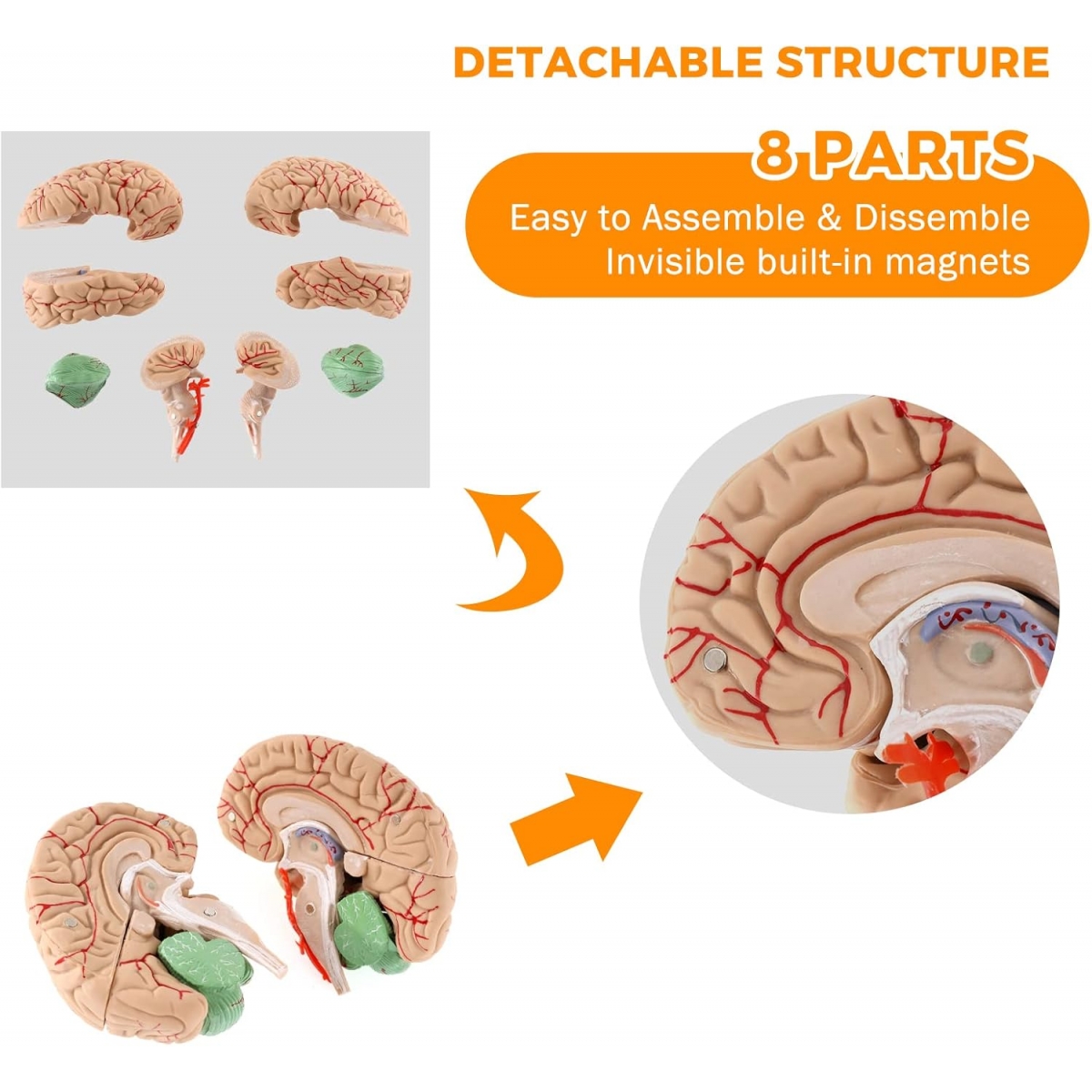 Brain Anatomy Bundle - Myaskro